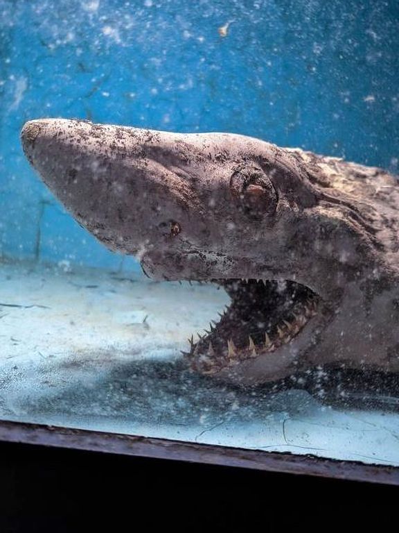 Urban explorer finds rotting shark, dead squid in viral video from ...