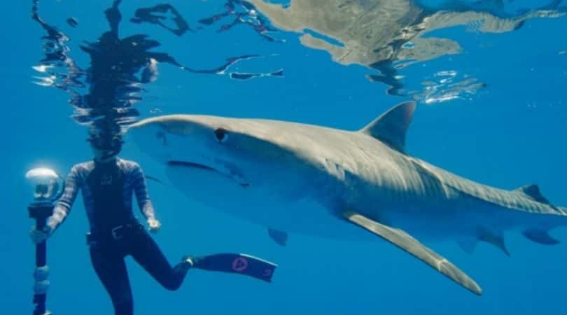 'World's Biggest Tiger Shark?': Meet Kori Garza whose fascination with ...